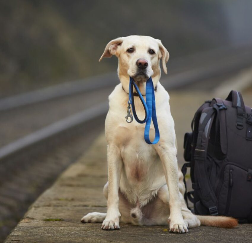 3 Best Airline Approved Dog Crates (For When Fido Flies)