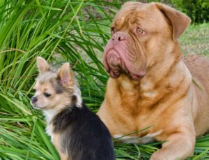 How Long Do Dogs Live? 50 Breed Life Expectancies!
