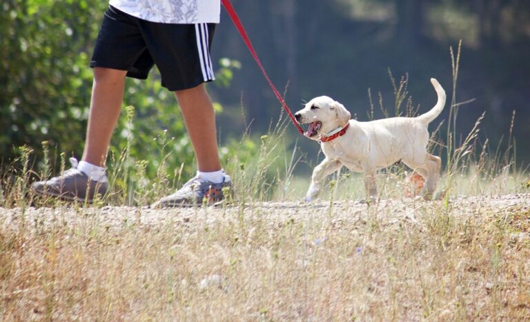 5 Best Long Dog Leashes for More Freedom!