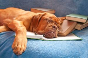 170+ Literary Dog Name Ideas!