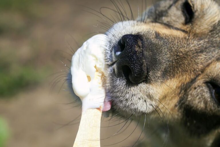 13 DIY Dog Popsicle Recipes for the Summer!