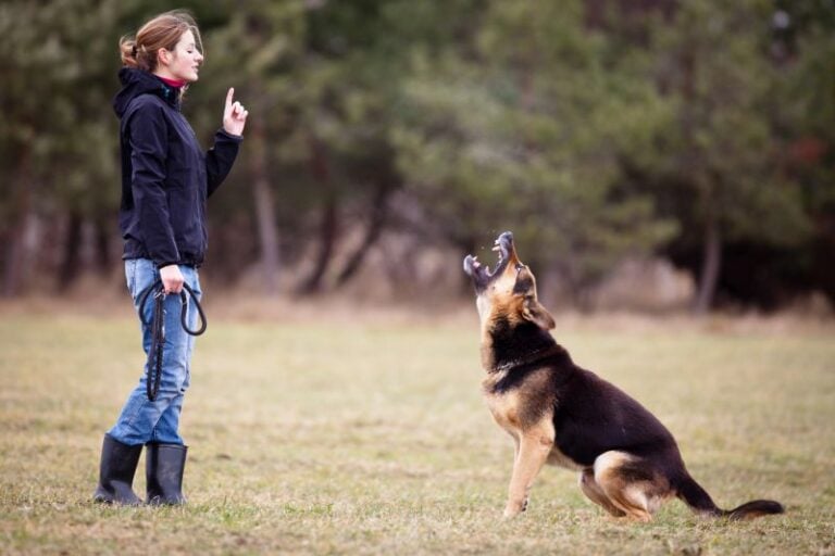 17 Aggressive Dog Training Tips & Hacks!