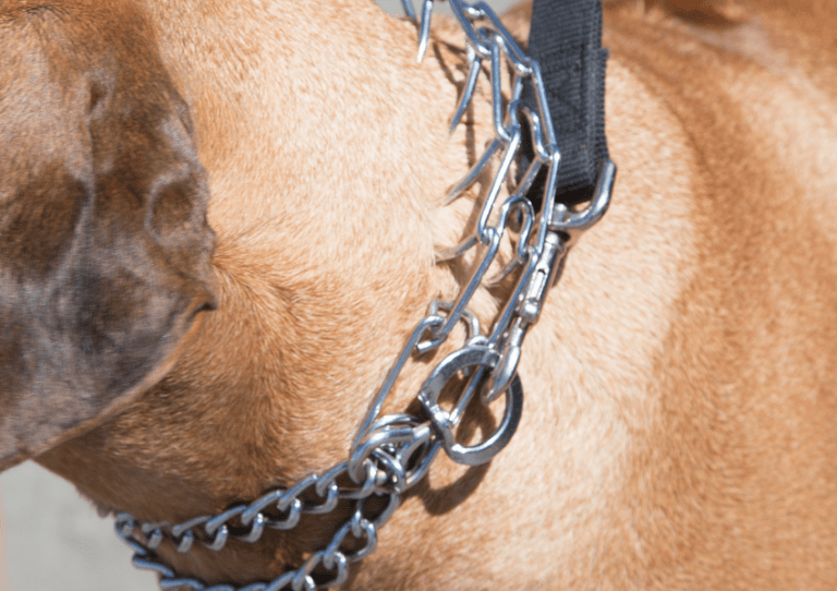 How NOT to Train a Dog: Why Aversives & Punishments Are Bad Ideas!