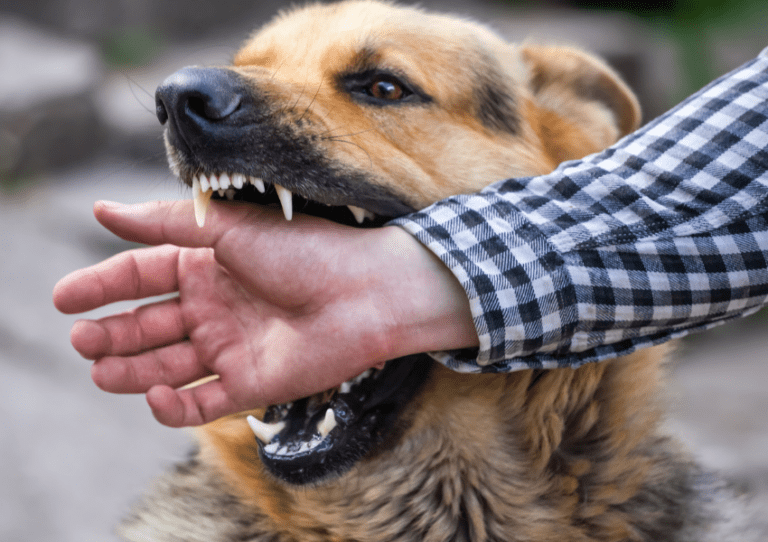 13 Ways to Teach Kids How to Interact with Dogs Safely!