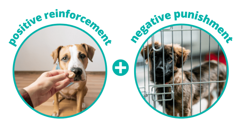 How NOT to Train a Dog: Why Aversives & Punishments Are Bad Ideas!