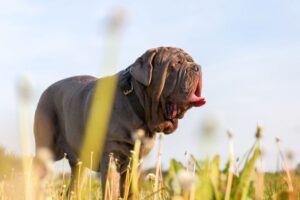 100+ Roman Dog Names