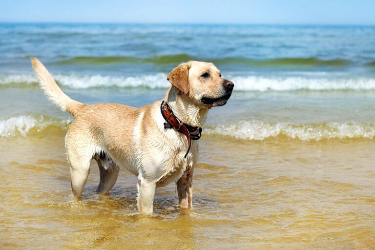 17 Dog Breeds With Crazy-Good Sense of Smell!