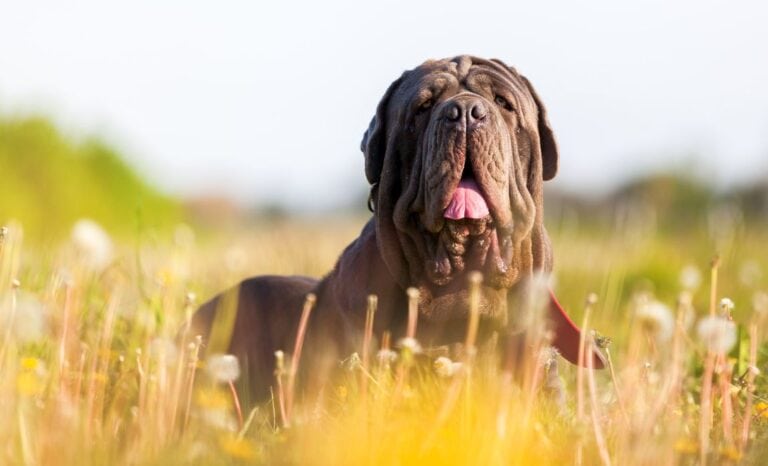 100+ Roman Dog Names