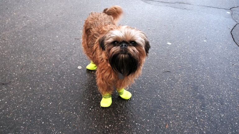 The 8 Best Dog Shoes (and Some to COMPLETELY Avoid)