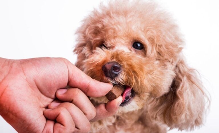 15 Best Meats for Dogs: Picking the Proper Protein for Your Pooch!