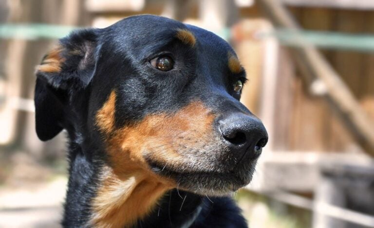 Doberdore 101: Lab X Doberman Mixed Breed Dog