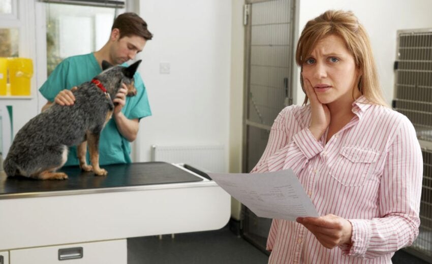 24 Organizations That Help Pay Vet Bills 24 Organizations That Help Pay Vet Bills