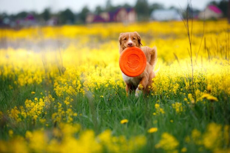 200+ Dog Names That Mean “Lucky”