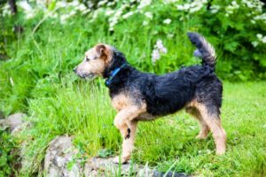 11 Best Ratter Dogs: Rodent-Wrecking Dog Breeds!