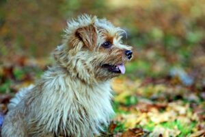 11 Best Ratter Dogs: Rodent-Wrecking Dog Breeds!