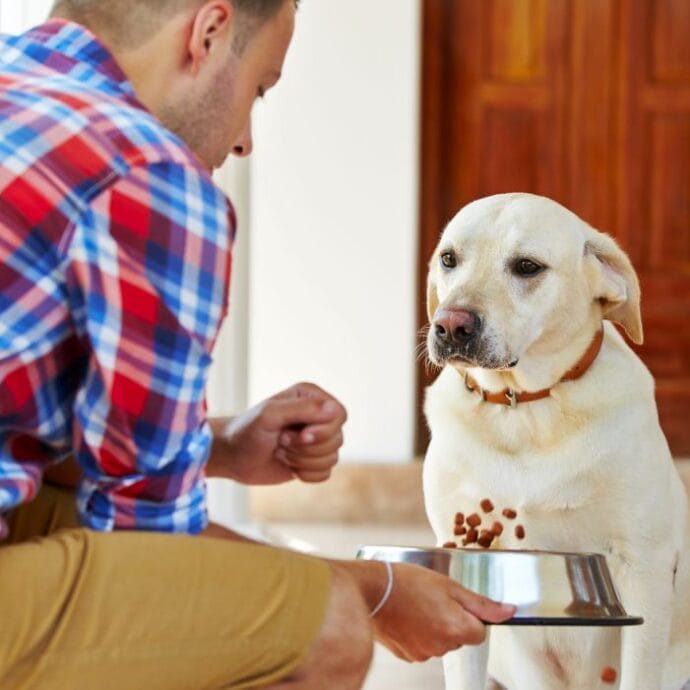 Dog Consent: Yes, It’s Real, Here’s Why We Should Care