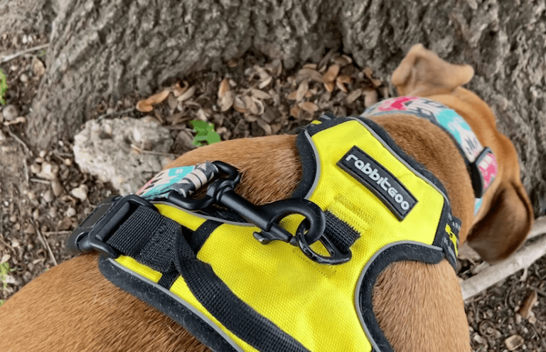 8 Best Escape-Proof Dog Harnesses [2025 Reviews]