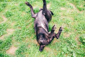 How to Teach Your Dog to Sit, Lie Down, & Roll Over! Basic Skills for ...