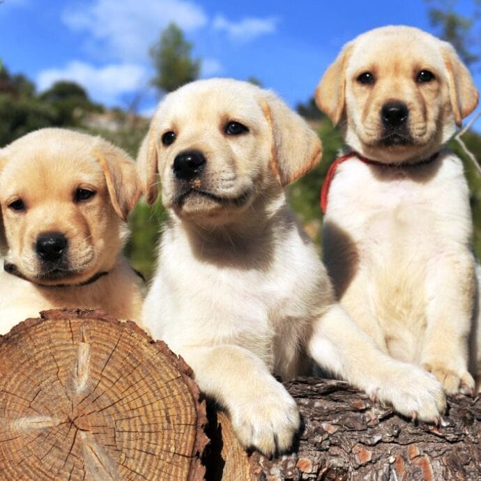 250+ Hawaiian Dog Names: Island Inspiration For Your Canine!