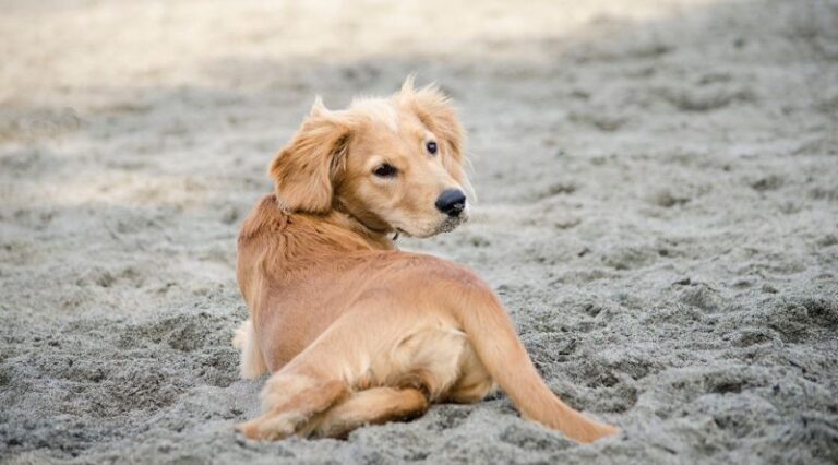 33 Labrador Mixed Breeds: Lovable Lab Mixes With Lifelong Loyalty