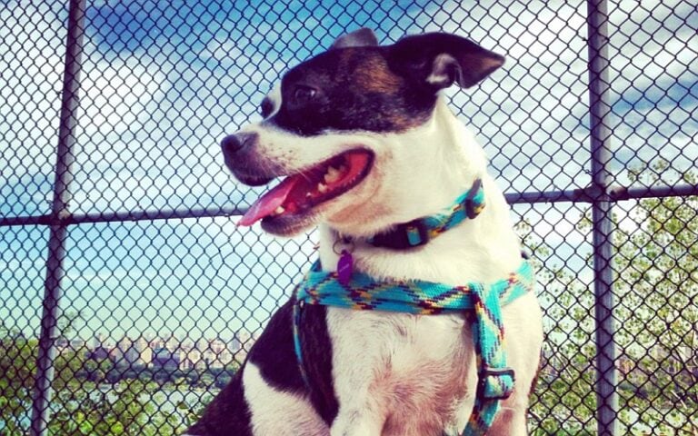 42 Boston Terrier Mixes: Boston-Based Buddies!