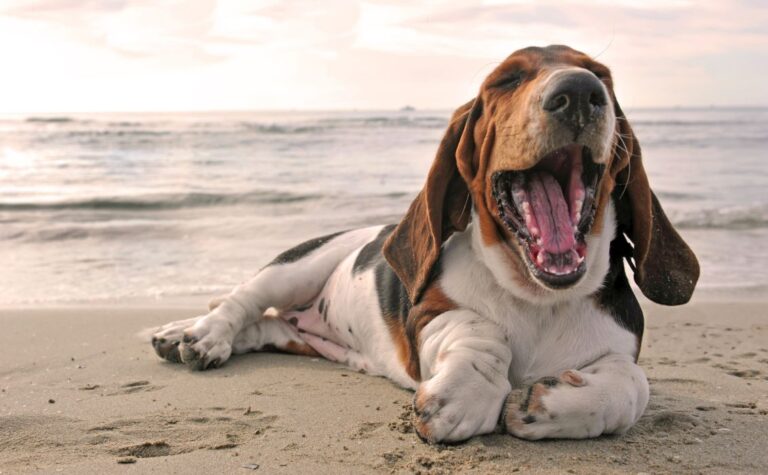 25 Basset Hound Mixed Breeds: Short & Sweet!