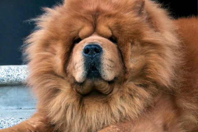 20 Chow Chow Mixed Breeds: Distinguished Doggos