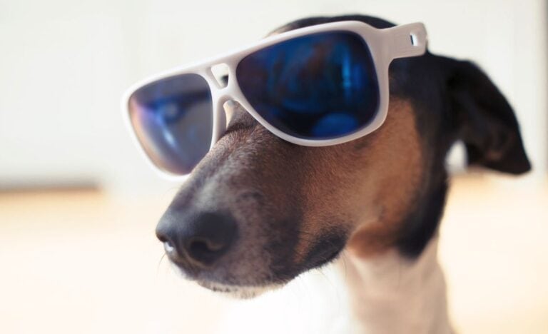 450+ Nerdy Dog Names: Geeky Names For Your Canine!