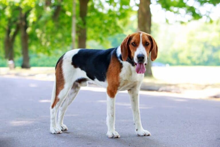 17 Dog Breeds With Crazy-Good Sense of Smell!