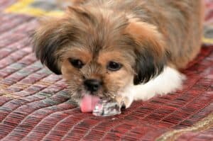 9 DIY Recipes for Dog Ice Block Treats!