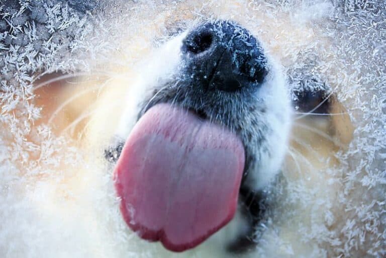 9 DIY Recipes for Dog Ice Block Treats!
