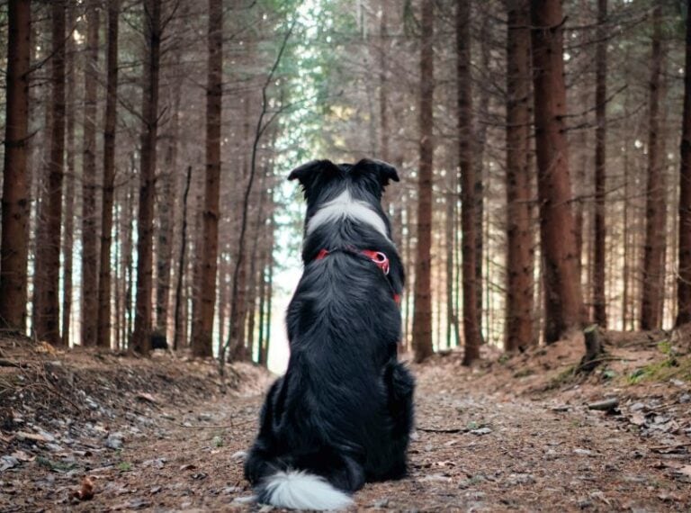 500+ Nature Dog Names For Your Outdoor Lovin' Dog!