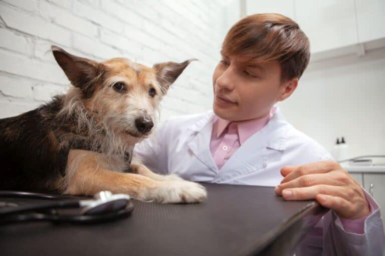 My Dog Freaks Out at The Vet's Office - How Can I Calm Him?
