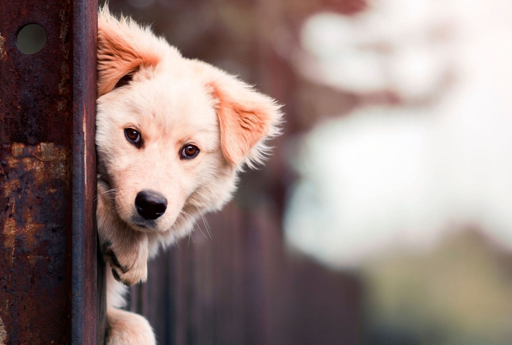 3 Best Dog Fence Windows to Give Your Dog a Peephole!