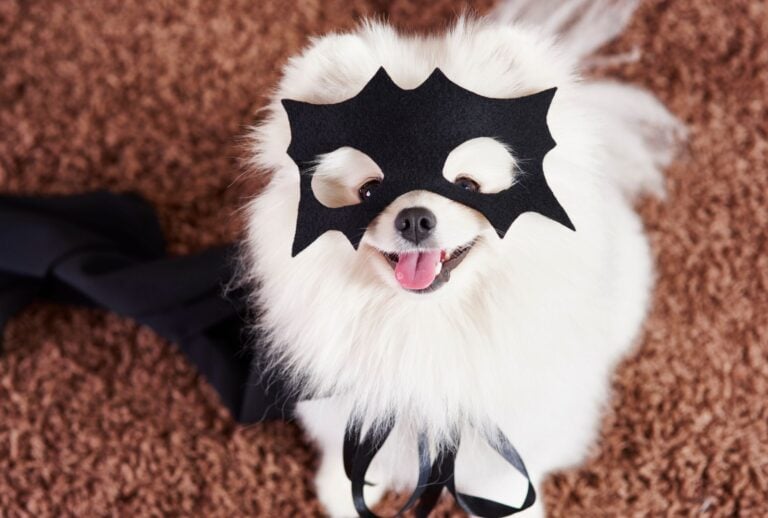 450+ Nerdy Dog Names: Geeky Names For Your Canine!