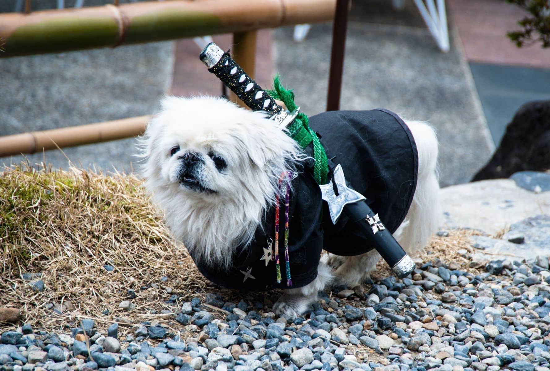 450+ Nerdy Dog Names: Geeky Names For Your Canine!