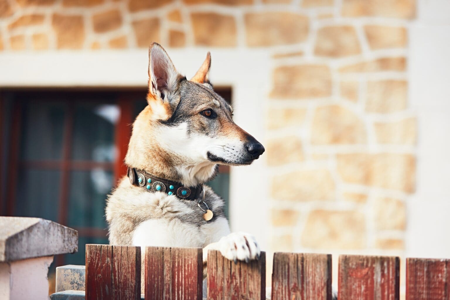 3 Best Dog Fence Windows to Give Your Dog a Peephole!