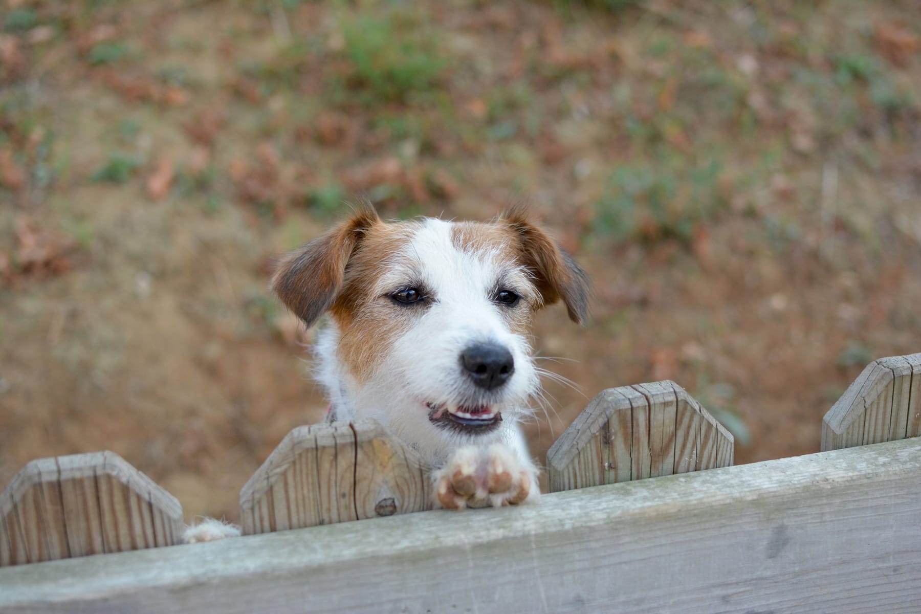 3 Best Dog Fence Windows to Give Your Dog a Peephole!