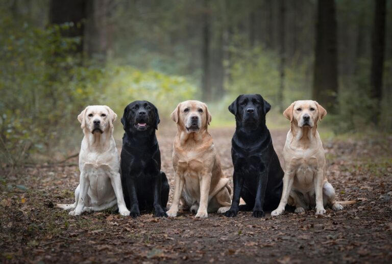 33 Labrador Mixed Breeds: Lovable Lab Mixes With Lifelong Loyalty
