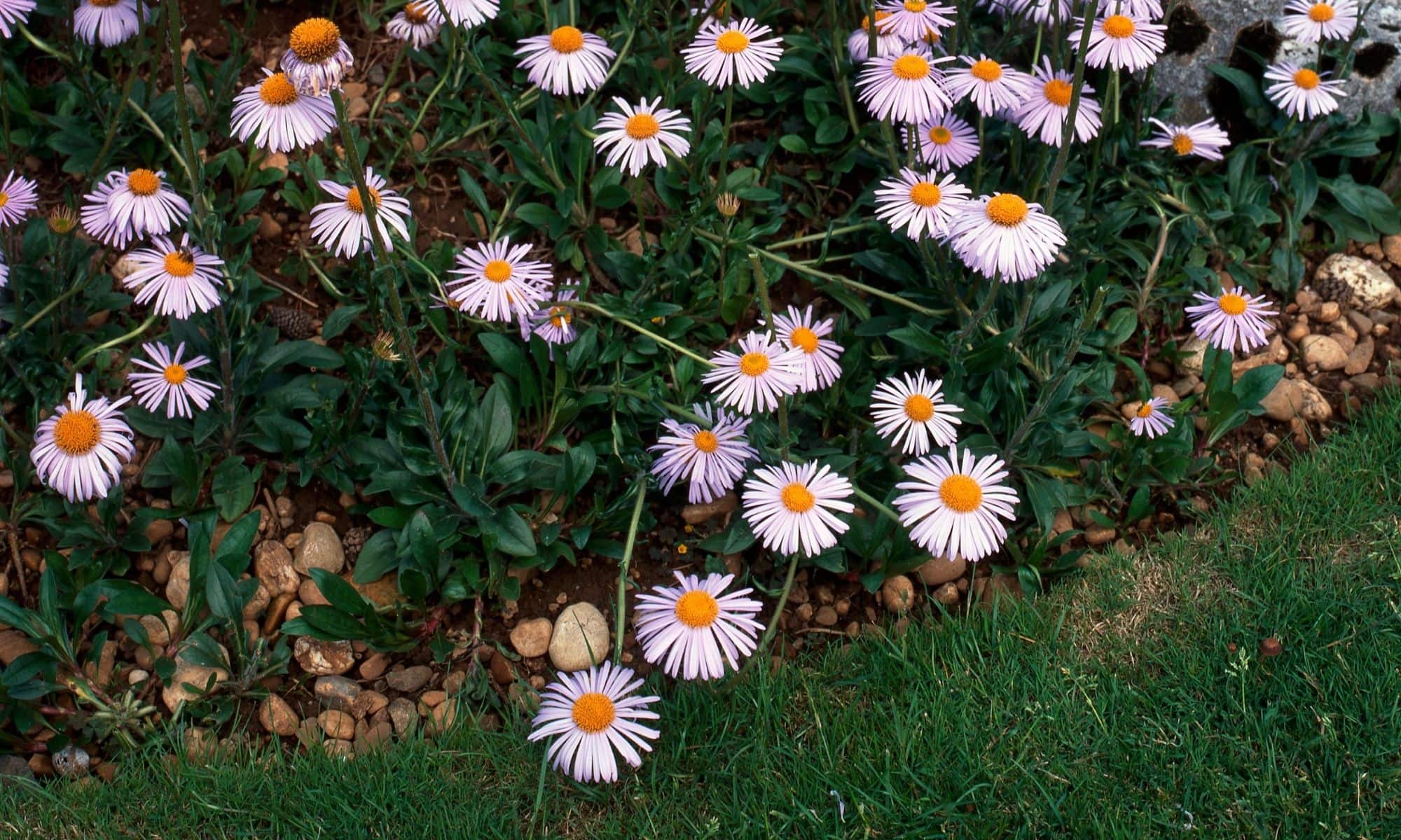 23 Dog-Friendly Plants for Yards (And 3 to Avoid)!