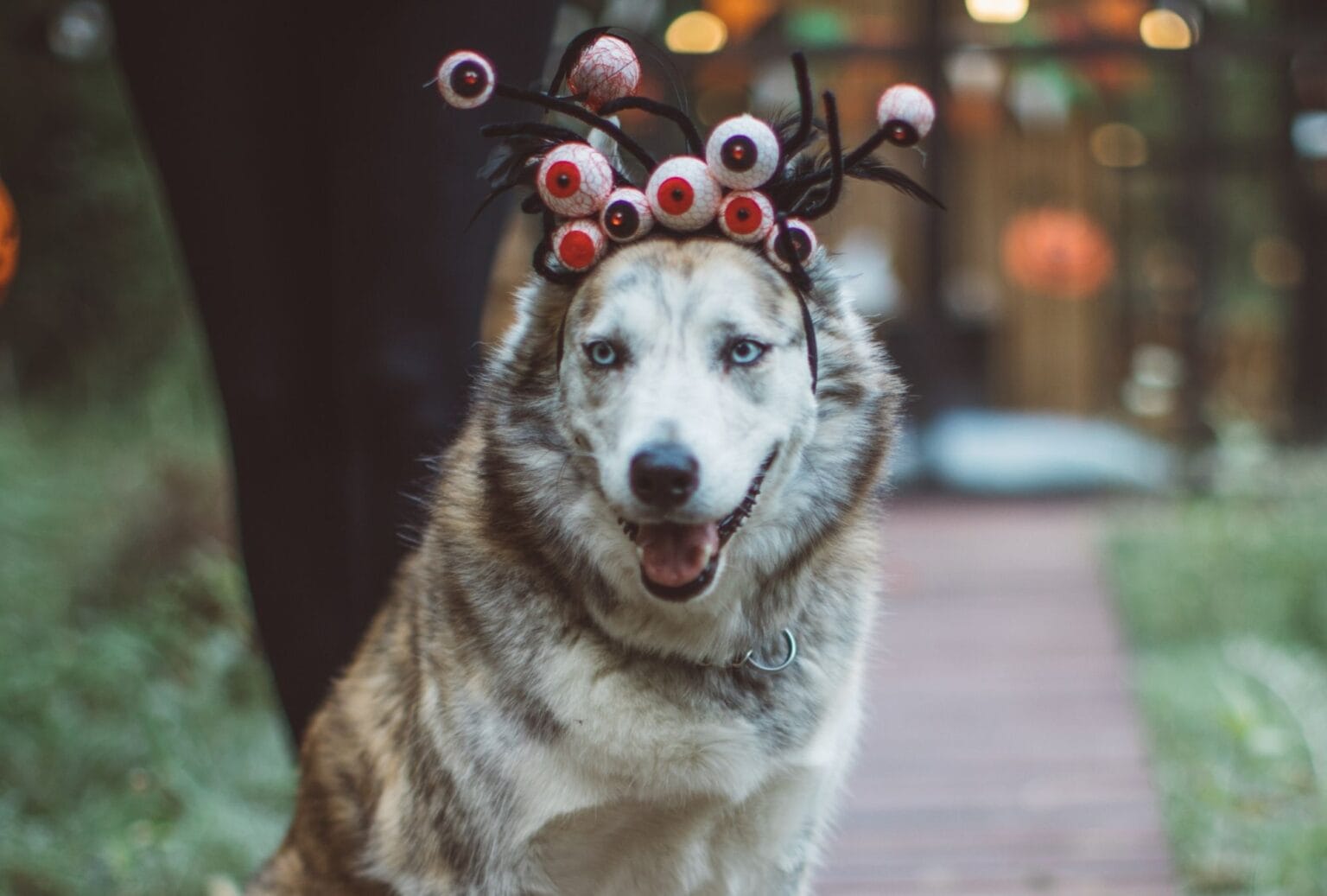 450+ Nerdy Dog Names: Geeky Names For Your Canine!