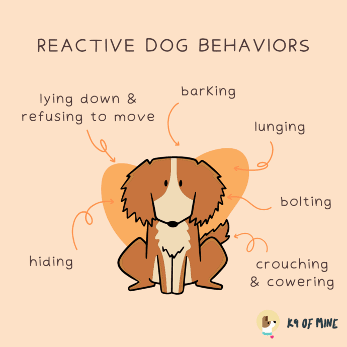 Reactive Dog Training 101: How to Train a Reactive Dog!