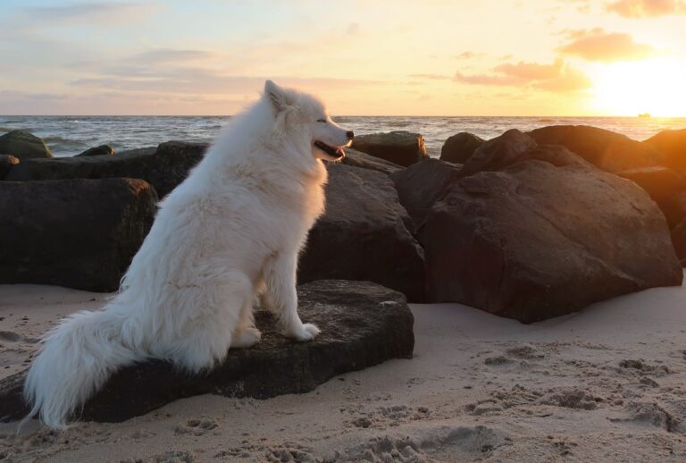 300+ Russian Dog Names: Slavic Names For Your Four-Footer!