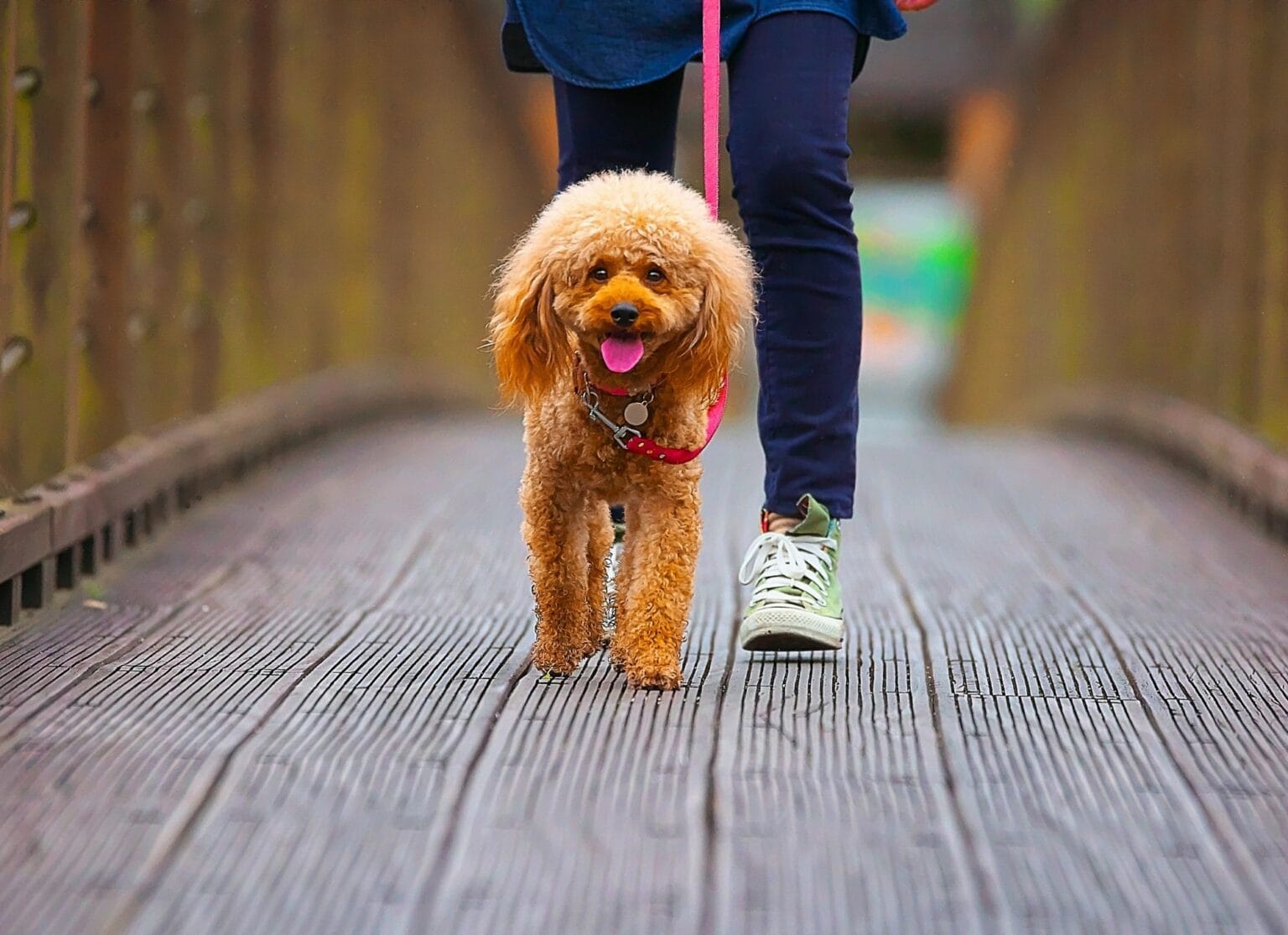 How to Train an Emotional Support Dog: Important ESA Skills