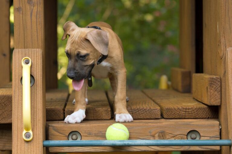 How to Make a DIY Dog Playground for Your Backyard!