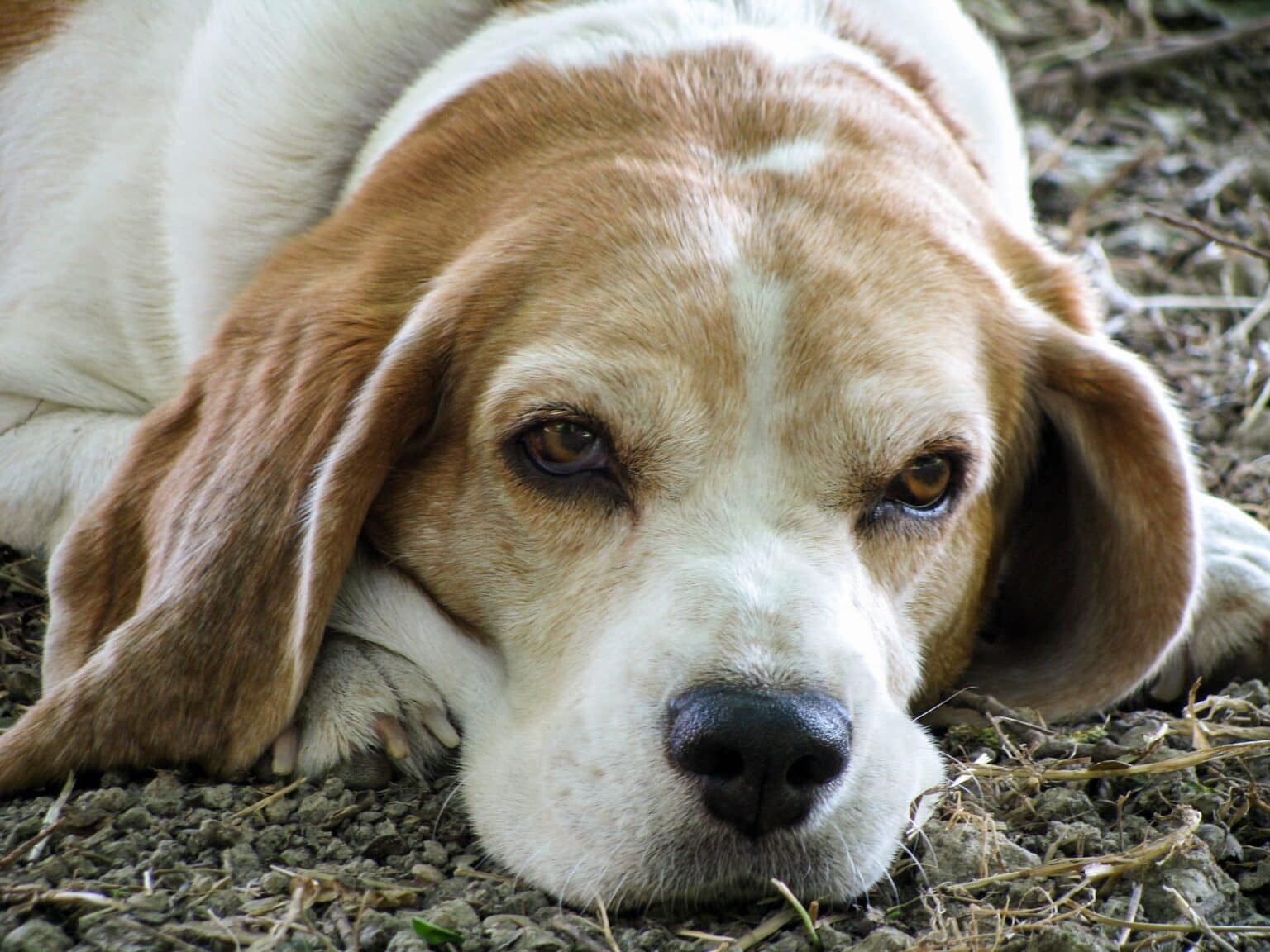 How to Care For Senior Dogs: A Canine Golden Years Guide