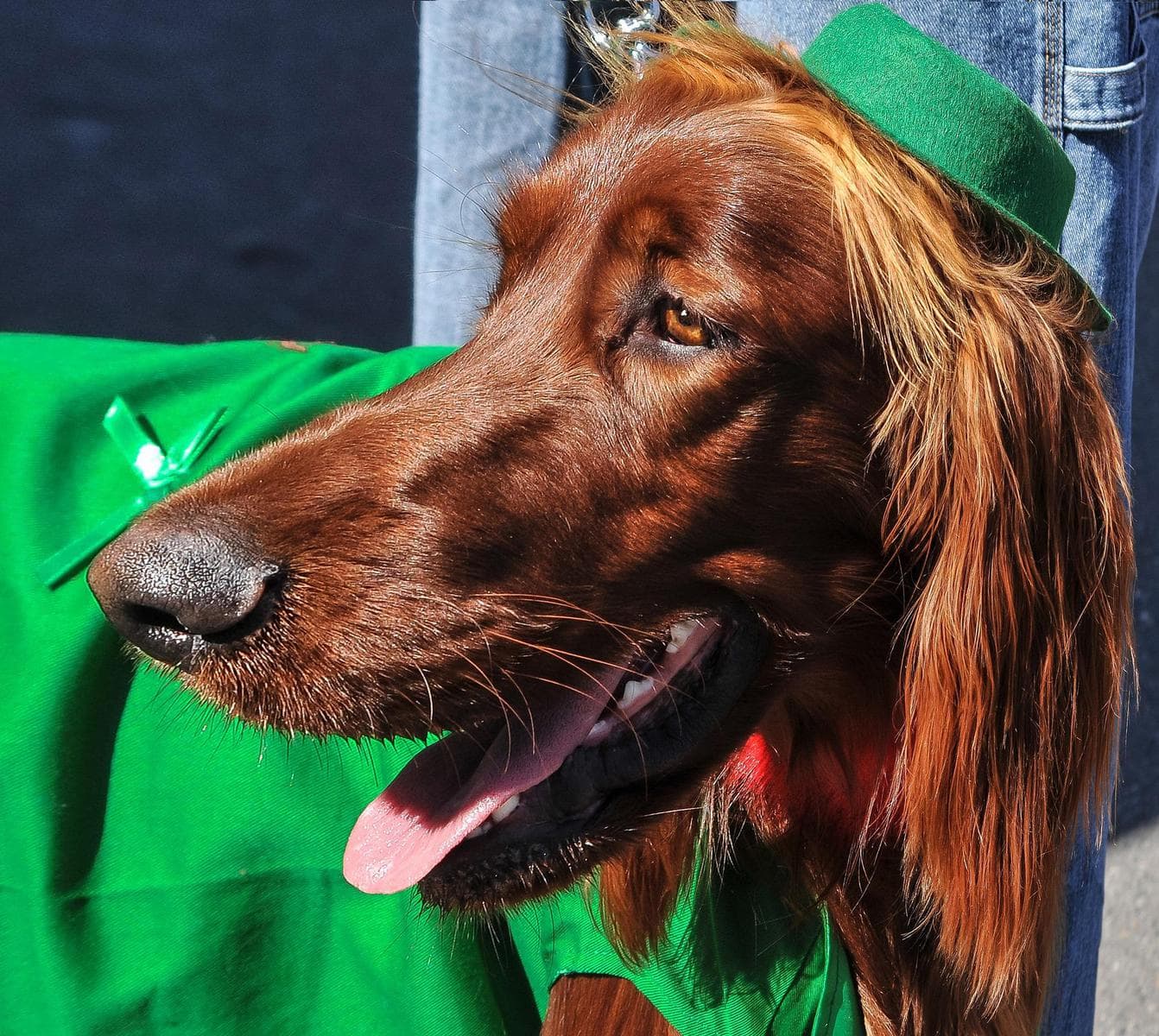 75+ Irish Dog Names: For the Luck of the Irish Pup!