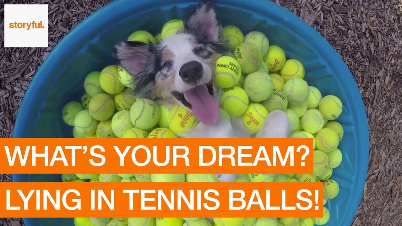 Do Tennis Balls Ruin Dogs Teeth
