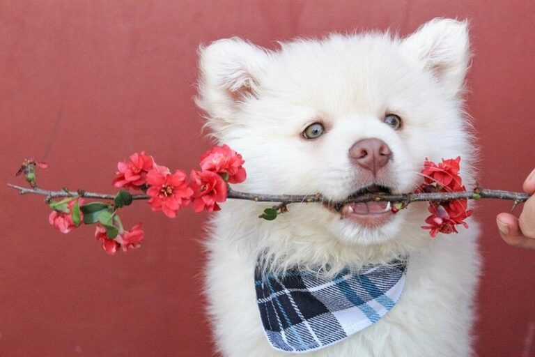 300+ Fun and Fluffy Dog Names For Your Furry Friend!