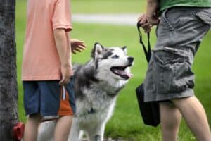 13 Ways to Teach Kids How to Interact with Dogs Safely!